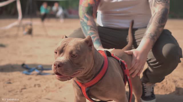 Американский булли Рэм на соревнованиях по пит-стафф многоборью Pitbull Show "Dogwille"
