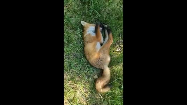 Лиса уснула.mp4