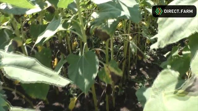 8 видео. Эксперимент 2022  Болезнь или физиология