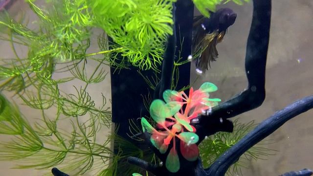 Пара неприхотливых аквариумных рыбок