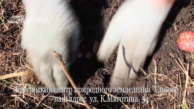 Как лучше картошку посадить