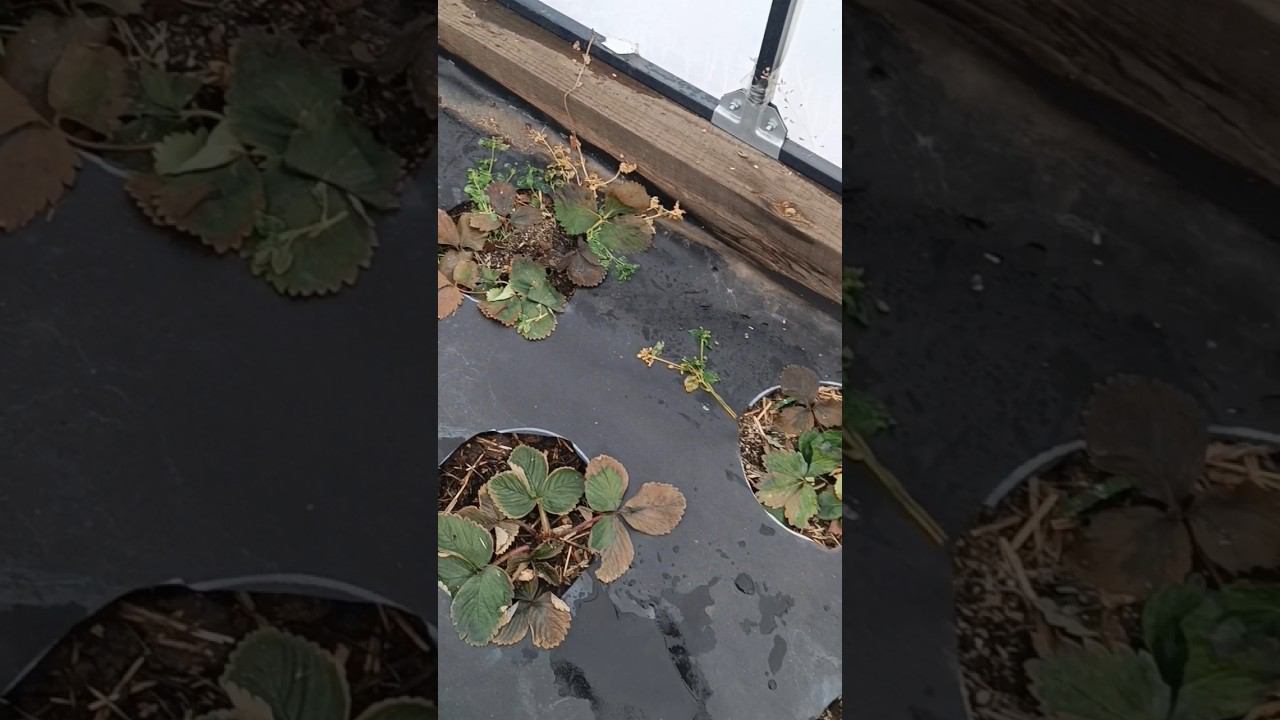 Клубника в теплице Светлица 17 марта