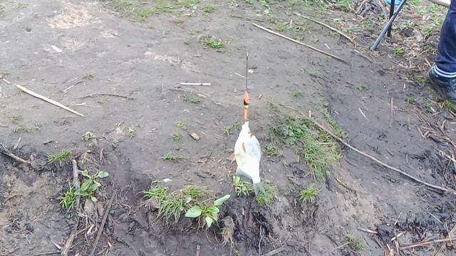 Сын ловит рыбу на поплавочную удочку.