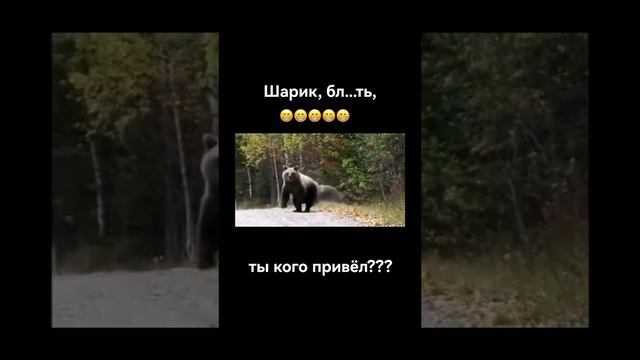 ?Шарик?
