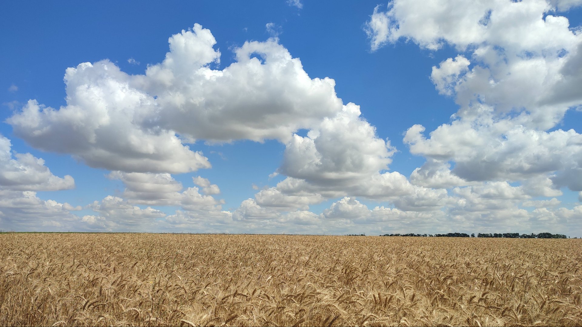 Поле пшеницы ! Бескрайнее поле гармонии... знойное, благодатное лето во всей красе и любви !