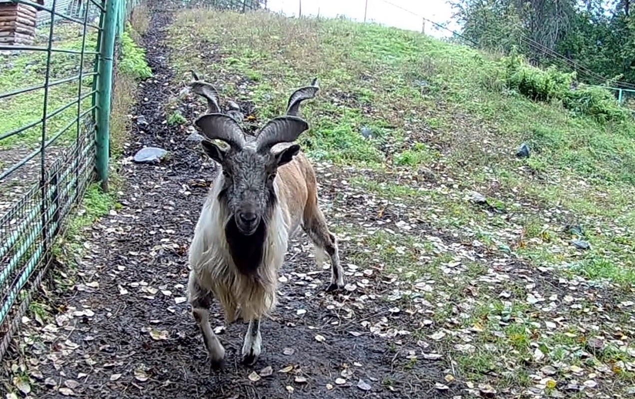 Козел винторогий атакует и бодается