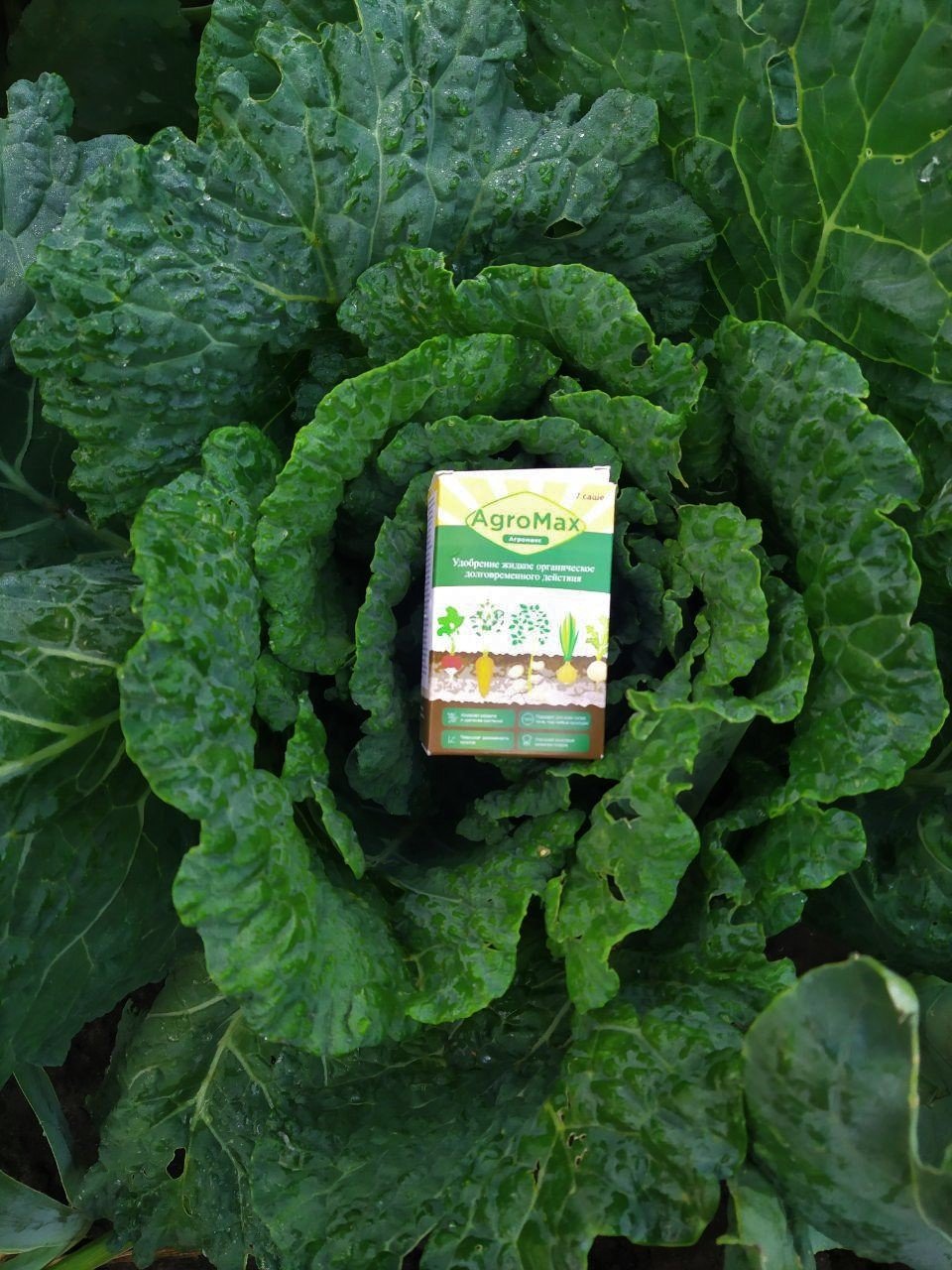 Очень полезная и своевременная информация для дачников и любителей садово-огородных занятий...