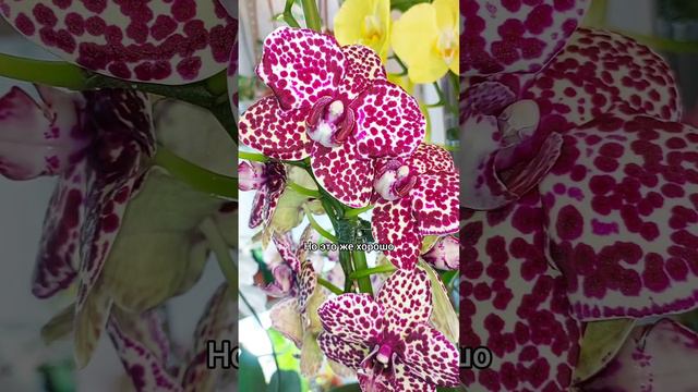 #ОРХИДЕИ 🌸Самая банальная и очень красивая😻 #фаленопсис #Дикийкот 🌸 #цветы #растения #shorts