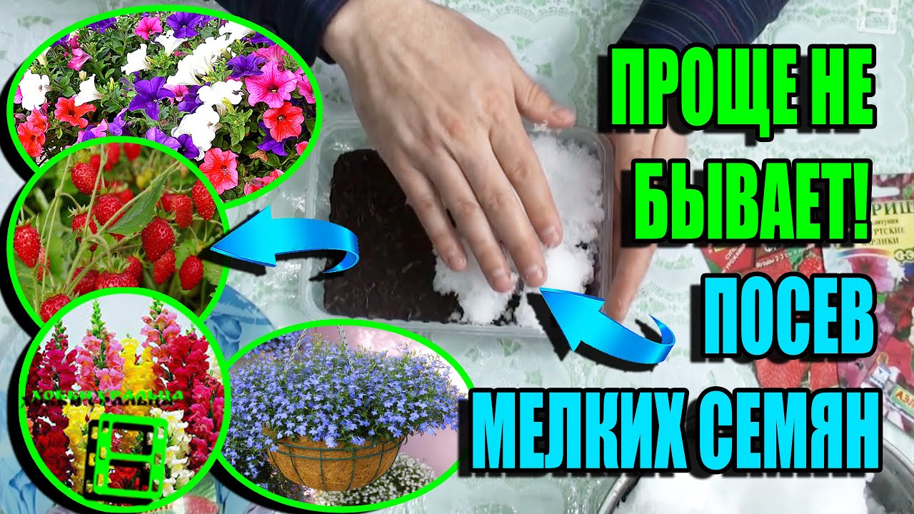 КАК ЛЕГКО ПОСЕЯТЬ МЕЛКИЕ СЕМЕНА (ПЕТУНИЯ, ЗЕМЛЯНИКА, ЛОБЕЛИЯ)? ЭКОСАД (ОГОРОД) И ТЕПЛИЦА 22-8