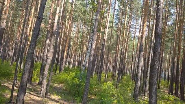#7 Автопутешествие на юг!  Выезжаем из Читы  В восторге от сосновой рощи!.mp4