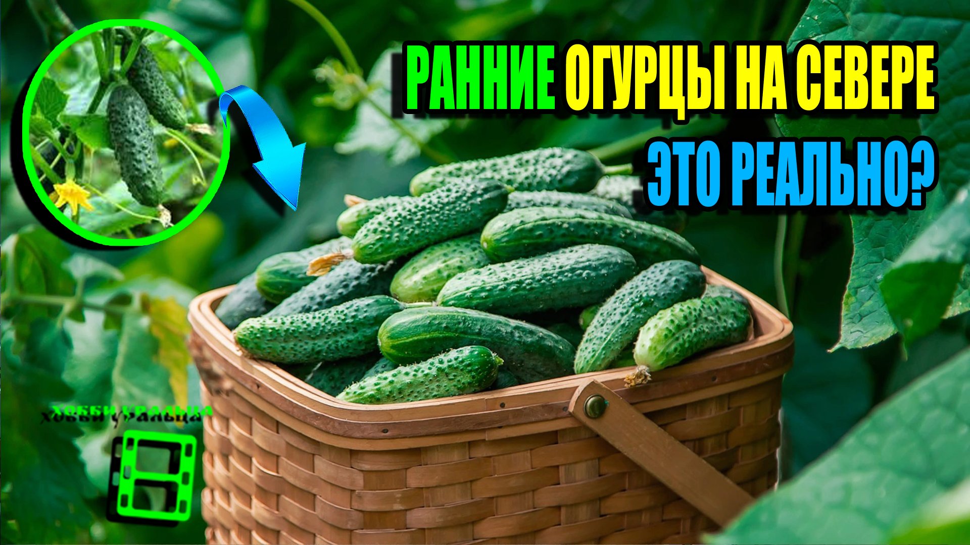КАК ПОЛУЧИТЬ РАННИЙ УРОЖАЙ ОГУРЦОВ В ЗОНЕ РИСКОВАННОГО ЗЕМЛЕДЕЛИЯ? ЭКО-САД ВЫХОДНОГО ДНЯ 24-01