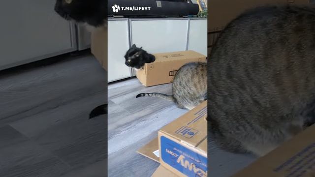 Десептикот