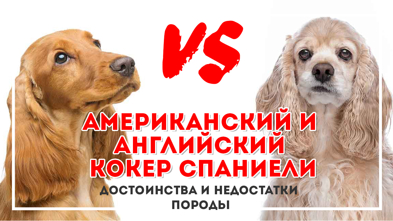 Кокер Спаниель. Плюсы и минусы породы