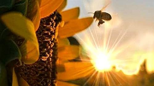 Расслабляющая музыка и красивое видео о природе для снятия напряжения и достижения релаксации