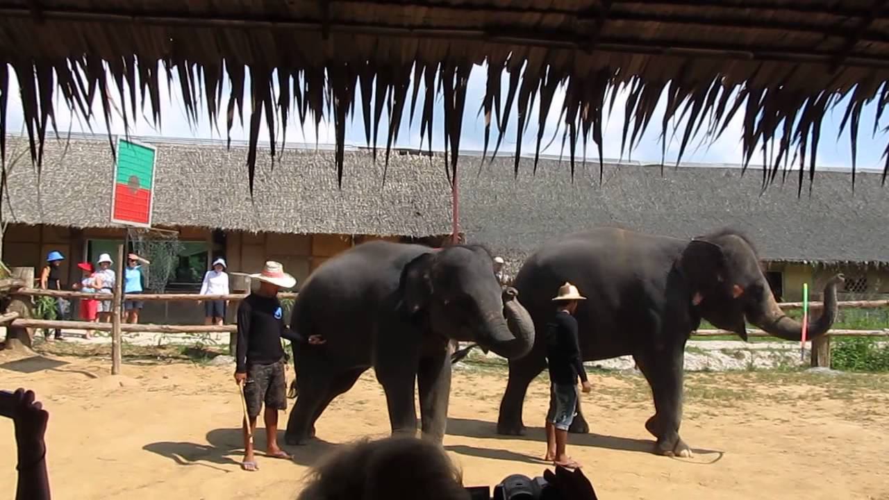 Слоны танцуют под Ганап стайл!