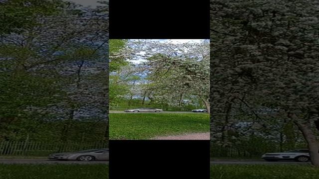 Павловск , СПБ ПИТЕР ТИПИЧНЫЙ ПИТЕР ЛЕТО ПРИРОДА