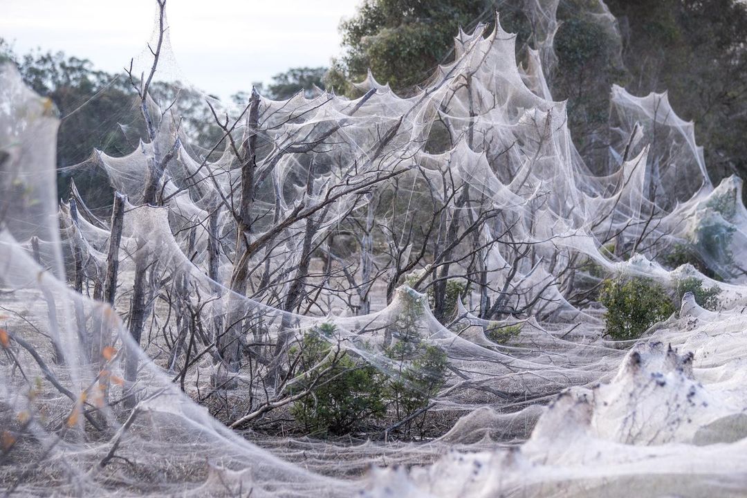 Паучий апокалипсис или нашествие пауков в Австралии#Australia #Victoria #spiders