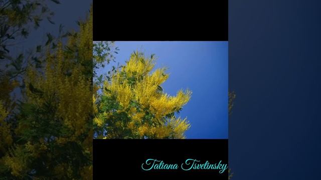 «Величит Душа Моя Господа» на 3 глас (ирмологический). Ссылка на источник обязательна!.