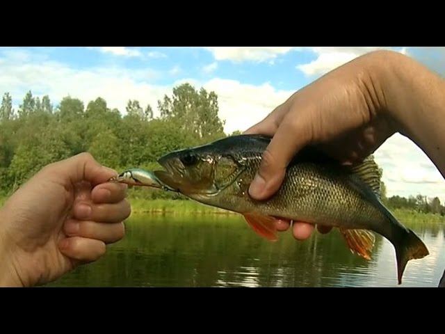 Ловля окуня, щуки на спиннинг (отпуск 2015 - день четвёртый)