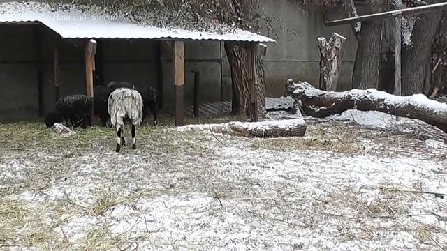 Турнирный бой баранов. Battle of the rams.mp4