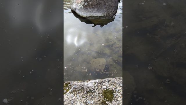 Слепянский "Ниагарский водопад" 08.04.2024 #shorts