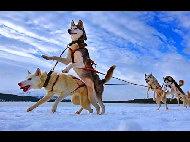 Планета собак. Камчатская ездовая собака