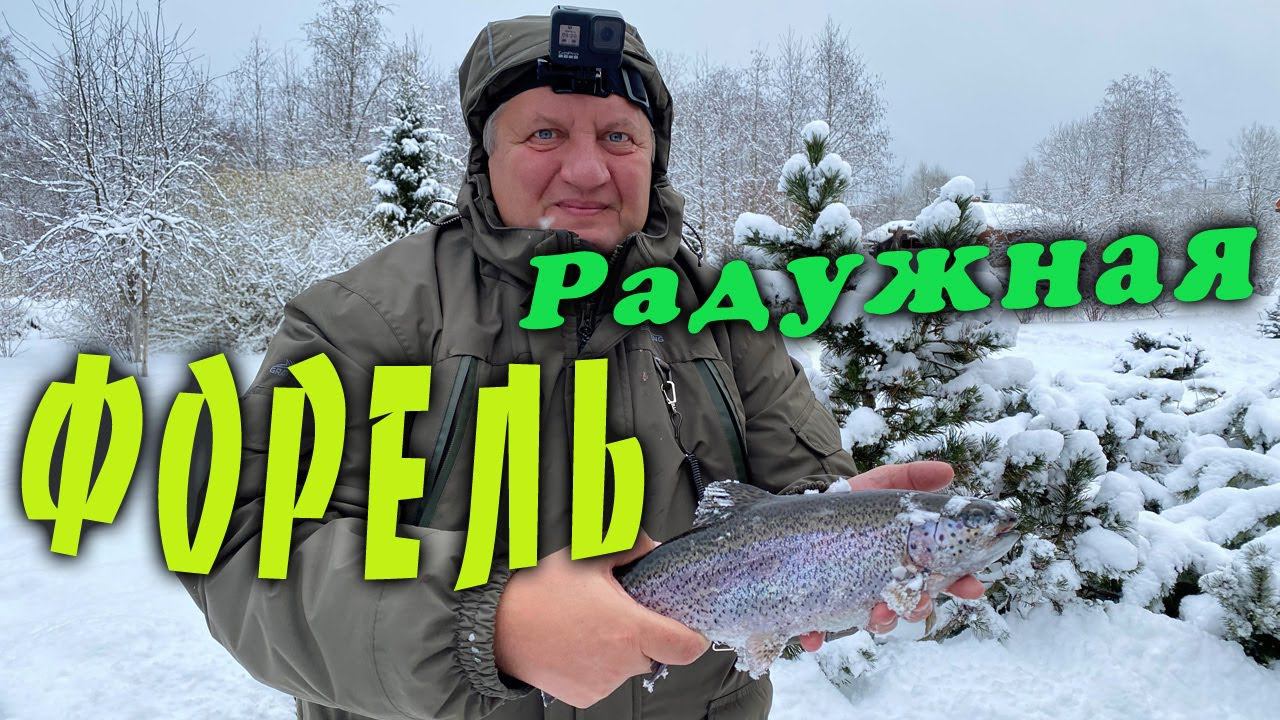 Радужная форель. Форель в пруду. Рыбалка в Ленинградской области.