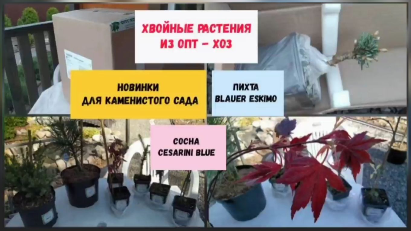 Хвойные растения из Опт-Хоз.Новинки для каменистого сада ( июнь 2022 г.)