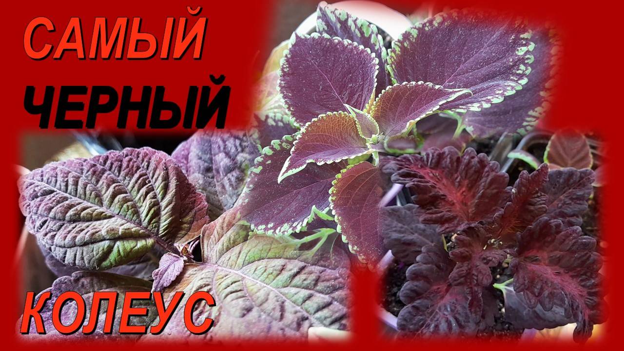 Самый черный колеус моей коллекции