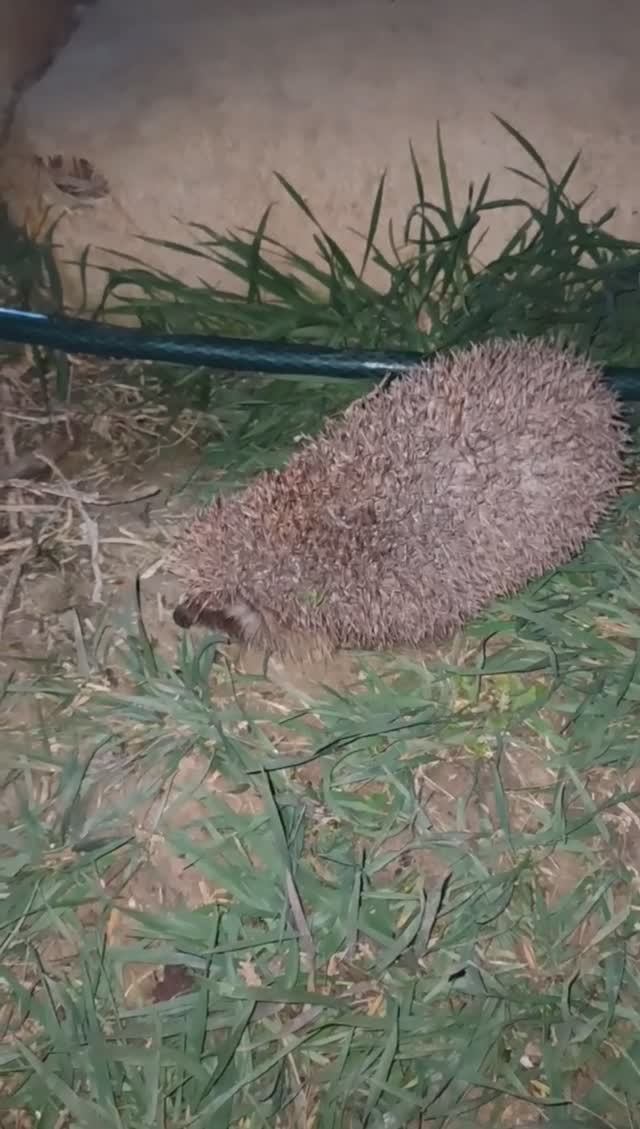 Ночной гость? Дикий ёжик на даче