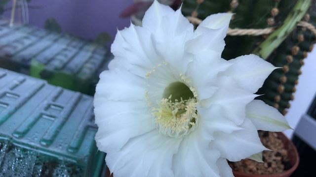 Цветение кактуса. Эхинопсис