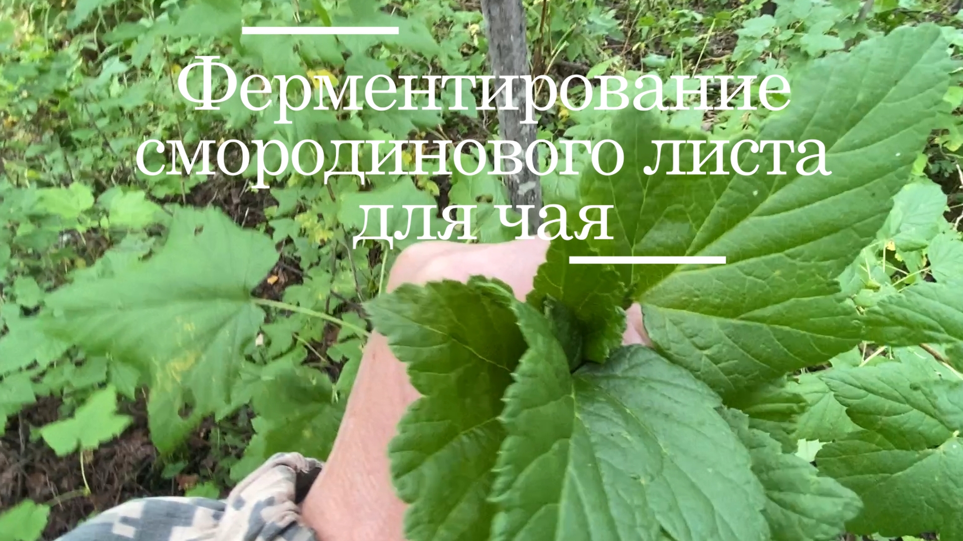 Ферментирование смородинового листа для чая.mov