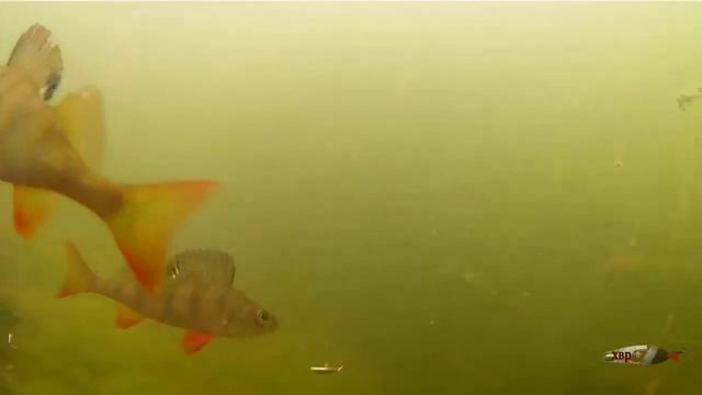 Подводное видео игры зимней блесны " Бокоплав"