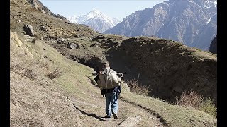 Сезонная гималайская миграция  — канча. Seasonal migration of the Himalayan  shaukas - kancha.mp4