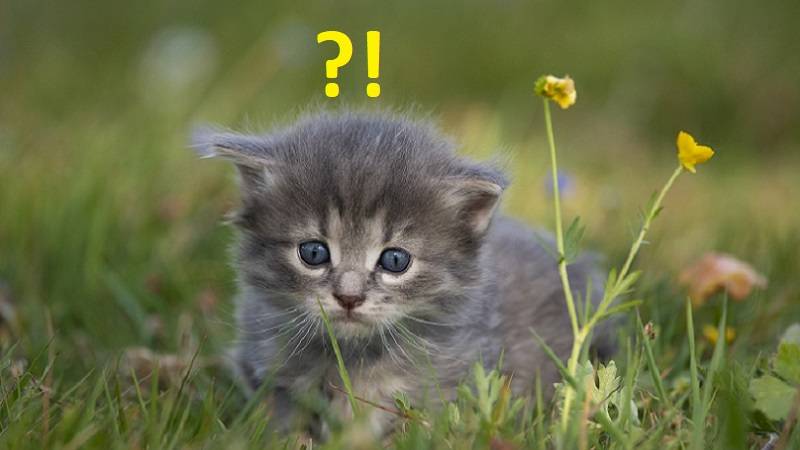 Колючий комок. Стихи и видеомонтаж - Евгений Доставалов, декламация - Николай Решетников