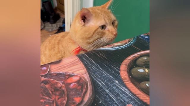 Воспитанный кот . Ждал разрешения .