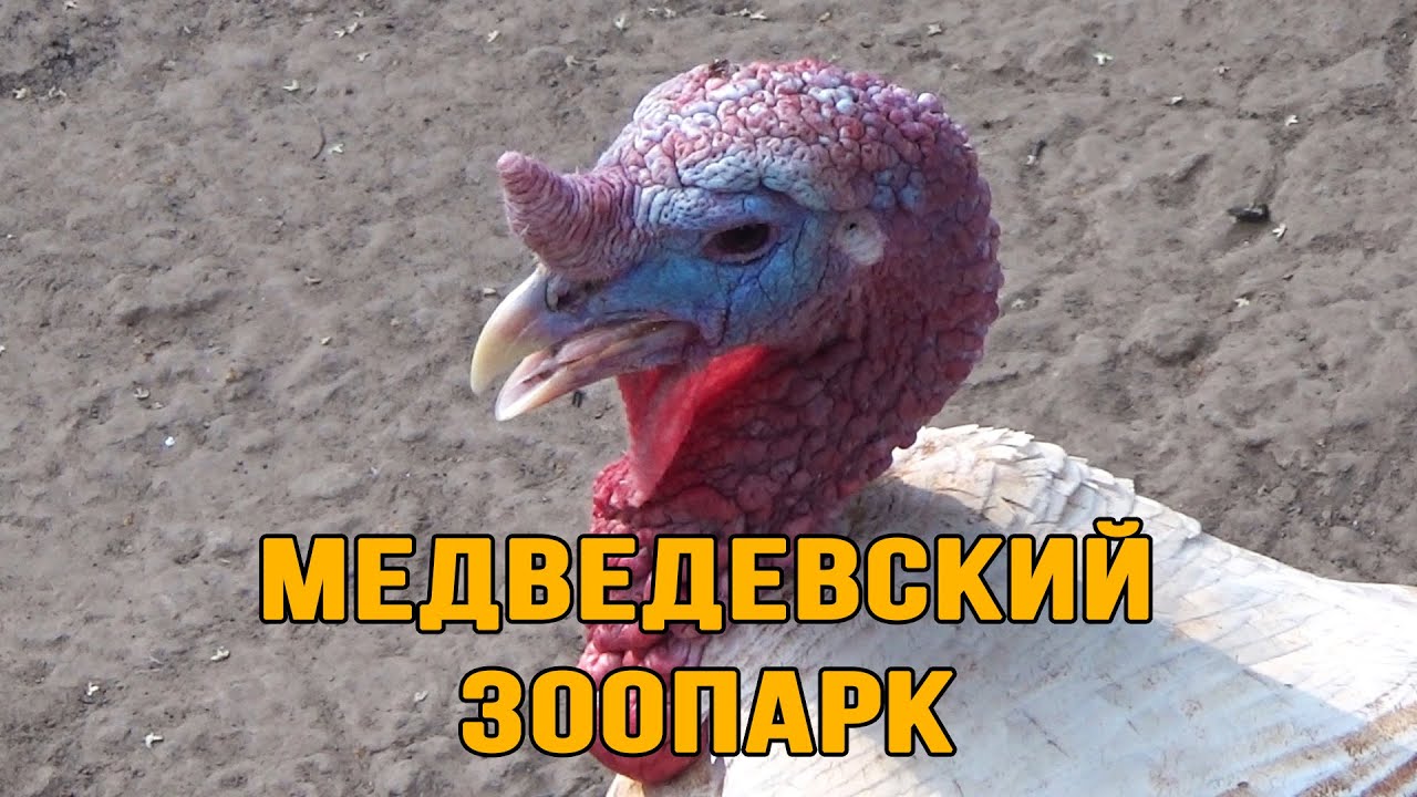 Медведевский зоопарк | Республика Марий Эл