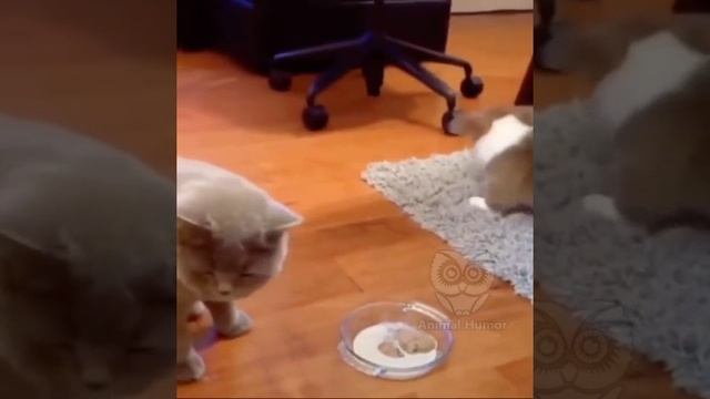 Непереносимость.