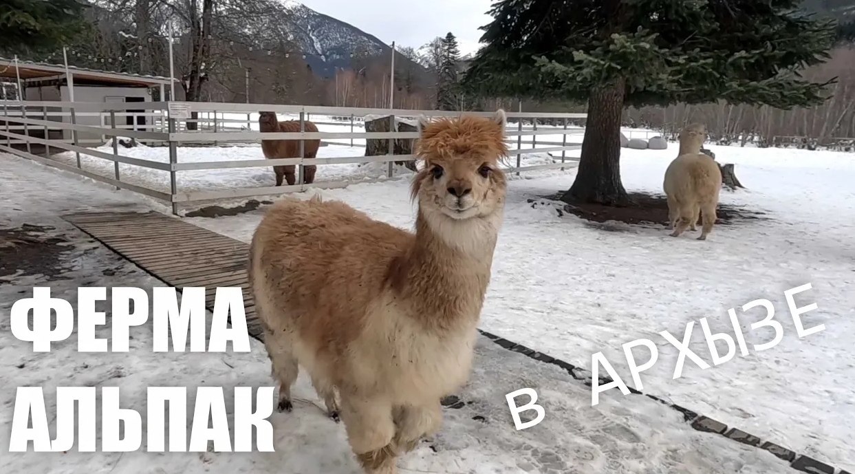 Архыз. Отдых на ферме альпак