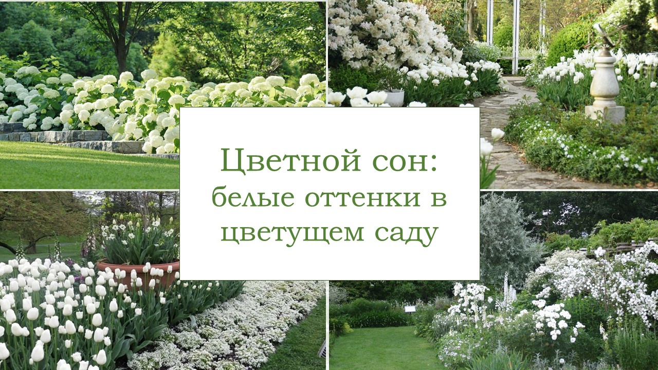 Монохромная клумба | цветник: готовые решения