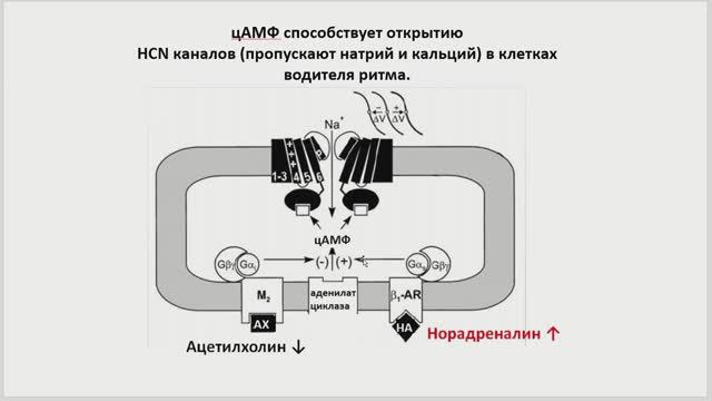 Свойства и особенности миокарда, механизмы регуляции