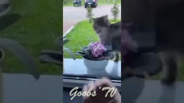 Себе покажи #shorts