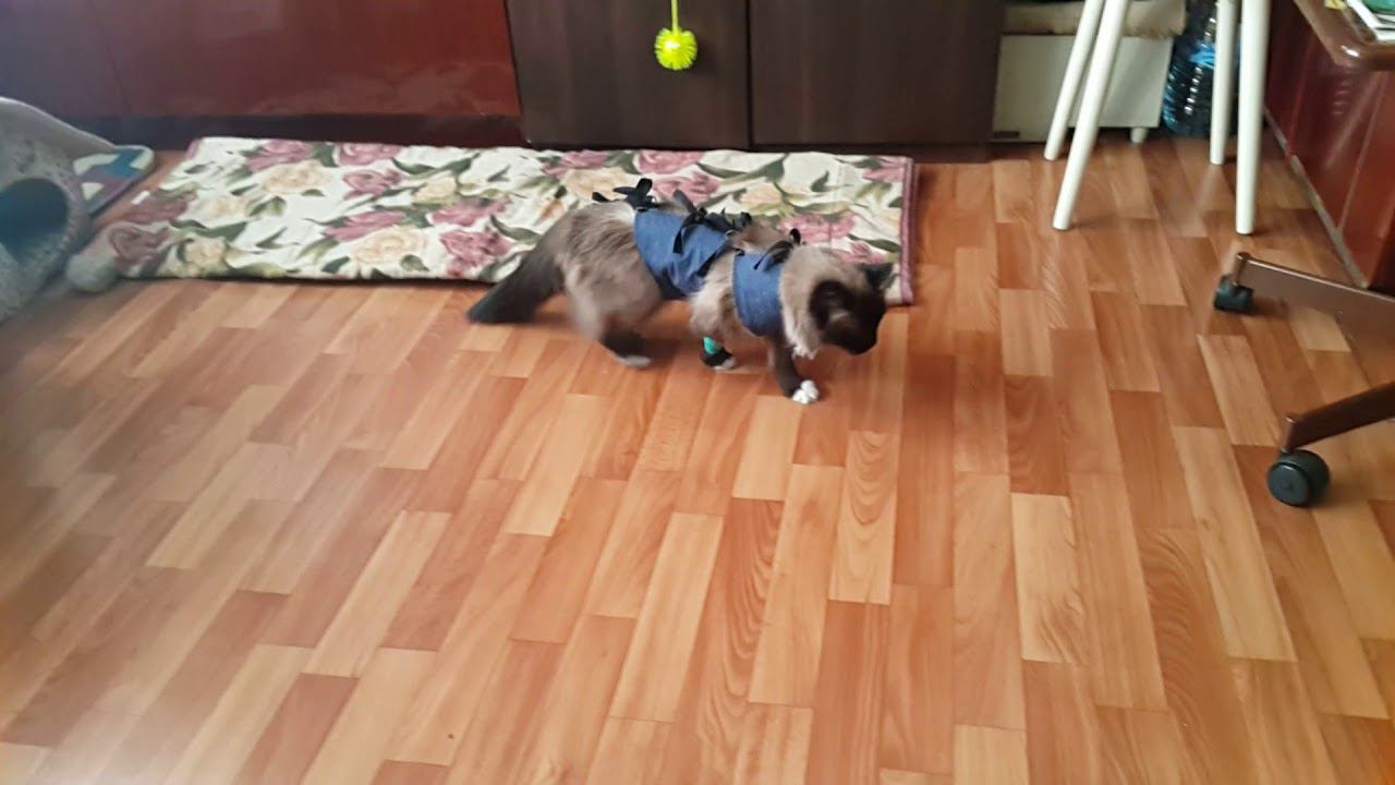 Кошка Ася после операции.