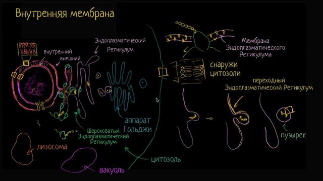 Эндомембранная система (видео 6)   Строение клетки   Биология.mp4