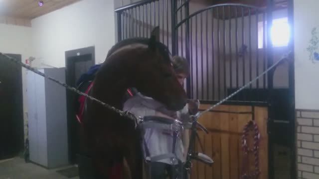 Молодой конь играет