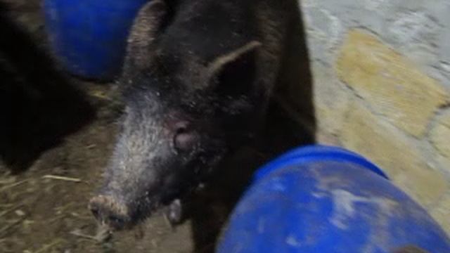 хрюшка хотела поесть и застряла