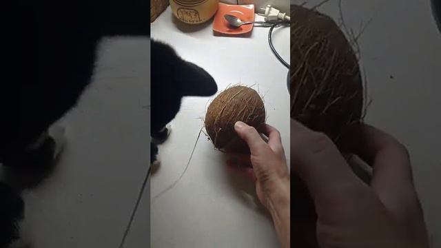 Марсик и кокос