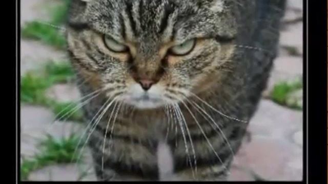 Советы пофигиста.mp4