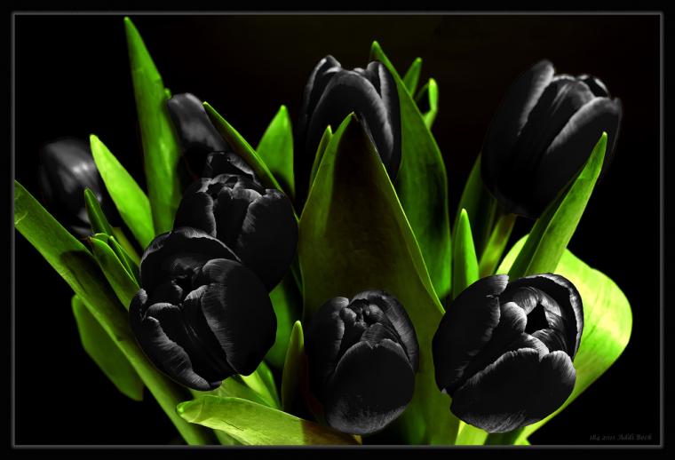 "Черные Тюльпаны". Рассказ