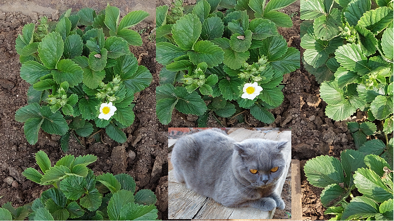 А у нас все посажено. Огородные посадки завершены.